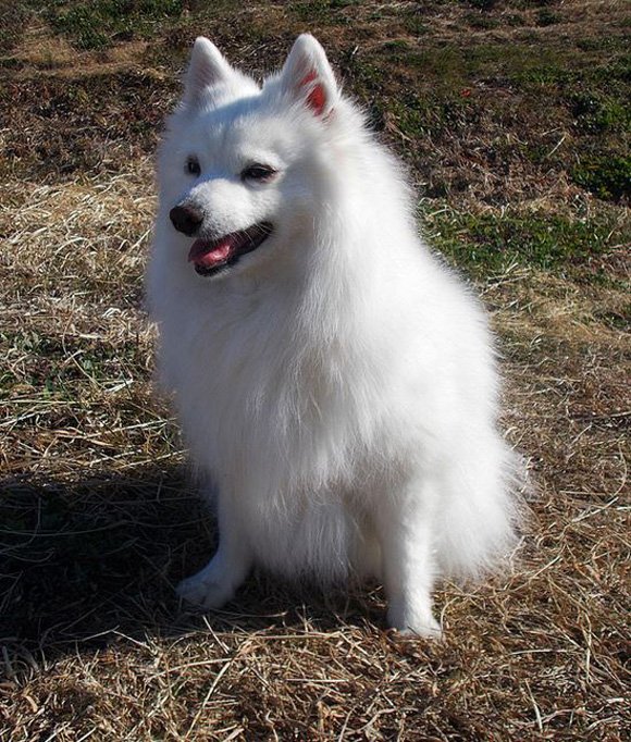 Nice Dogs